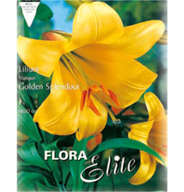 Lilium 'Golden Splendour'