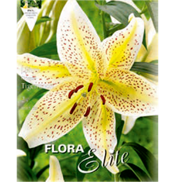 Lilium 'Tiger Moon'