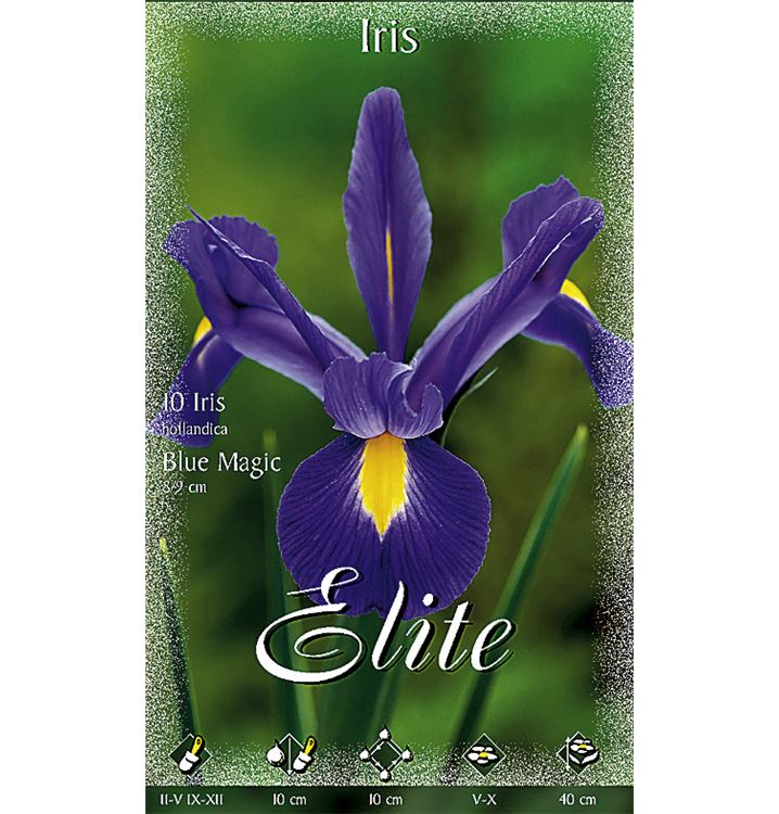 Iris hollandica 'Blue Magic'