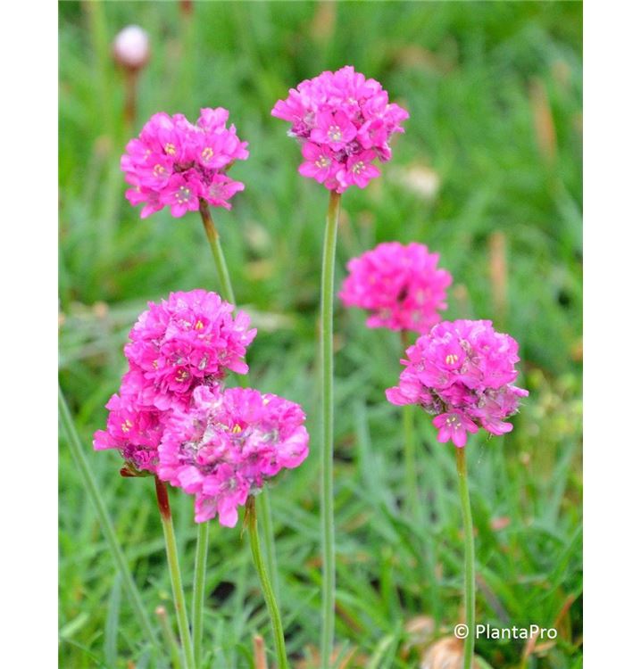 Armeria maritima 'Düsseldorfer Stolz'