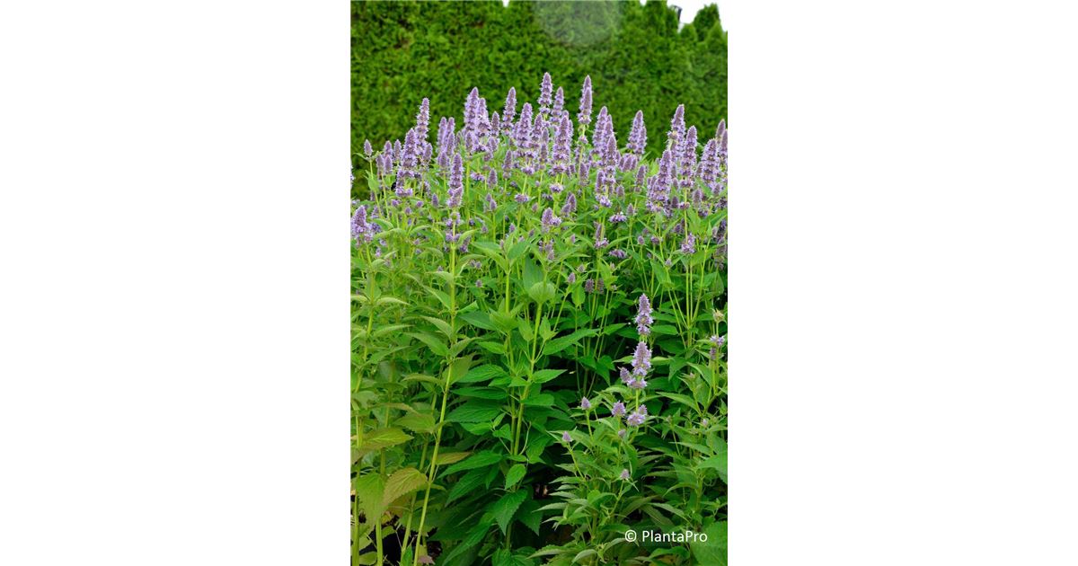 Agastache 'Blue Fortune'