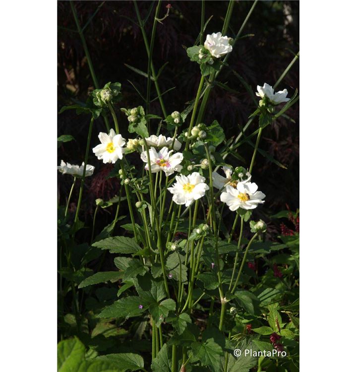 Anemone hybrida (x) 'Whirlwind'