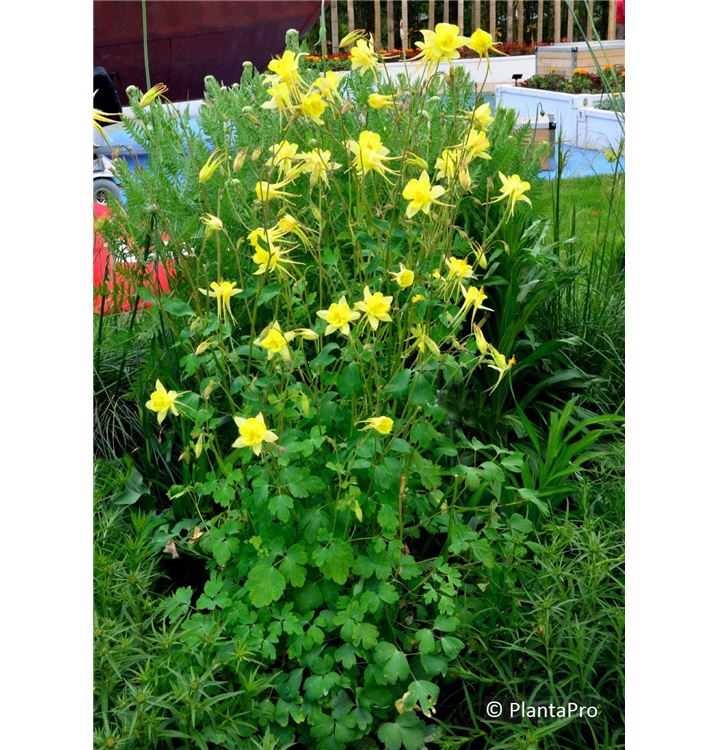 Aquilegia chrysantha 'Yellow Queen'