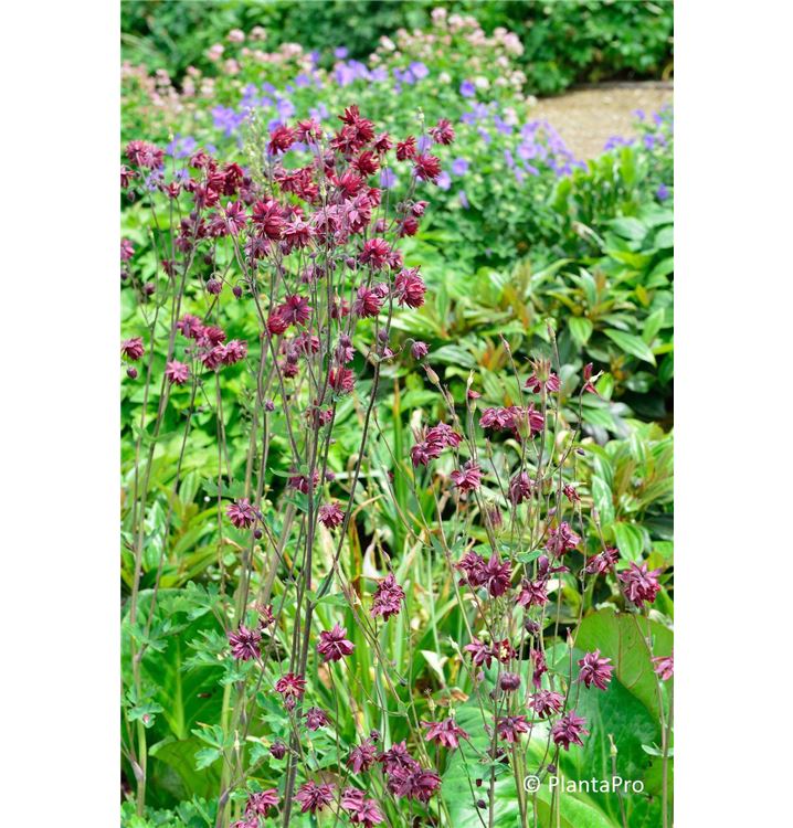 Aquilegia vulgaris 'Ruby Port'
