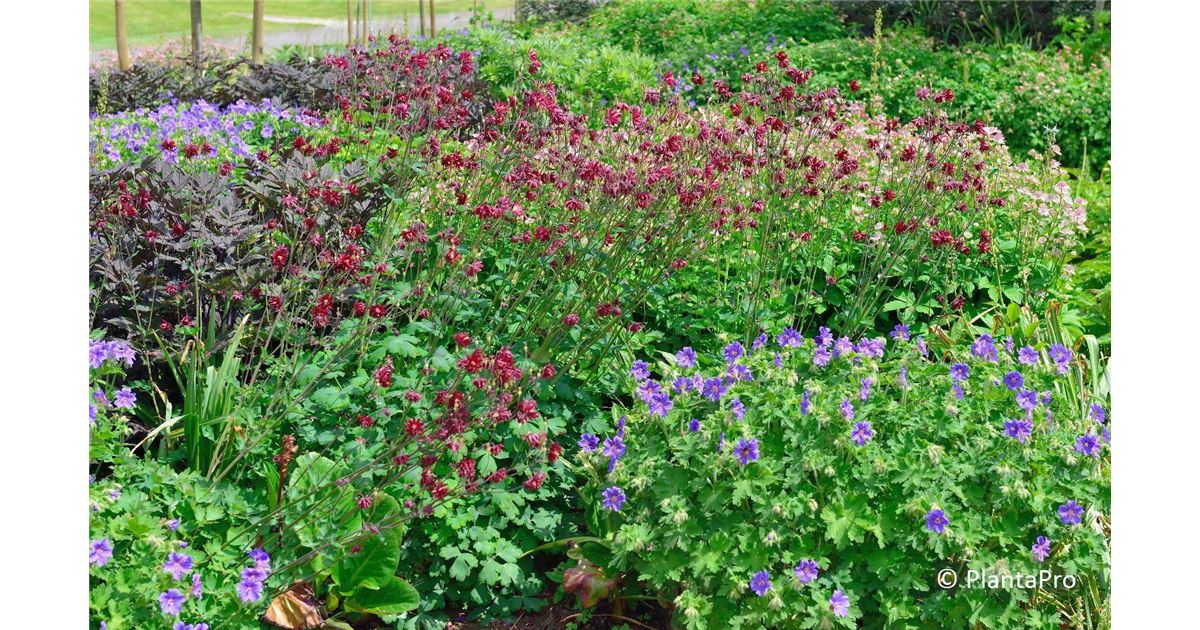 Aquilegia vulgaris 'Ruby Port'