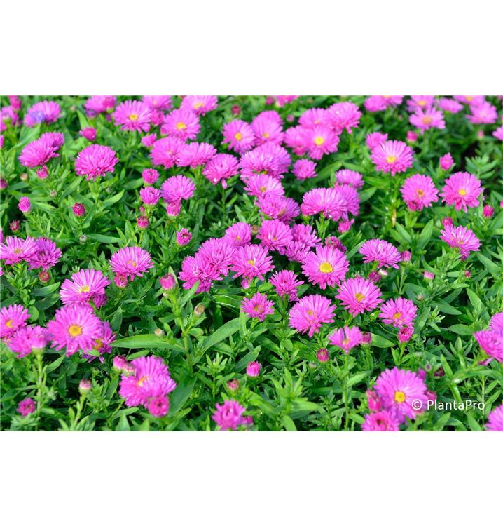 Aster 'Starlight'