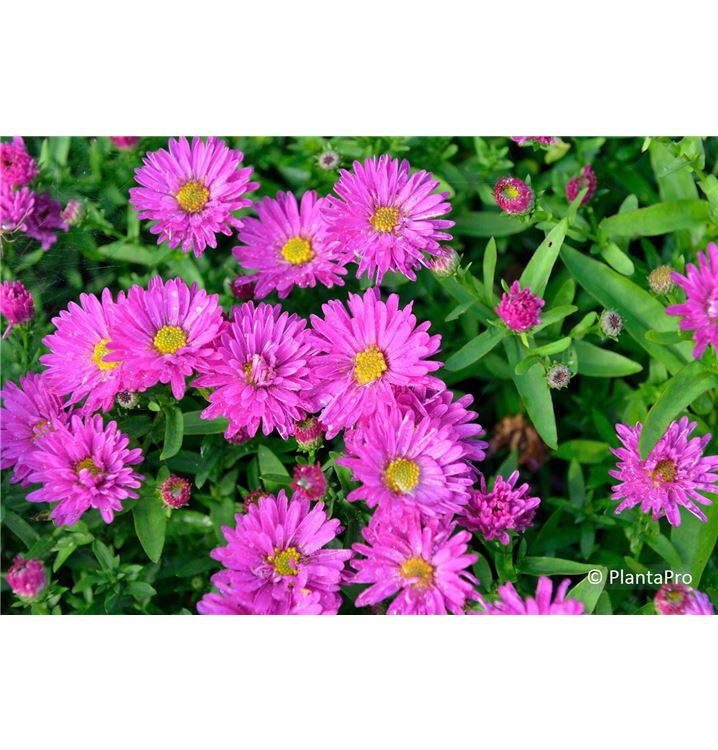Aster 'Starlight'