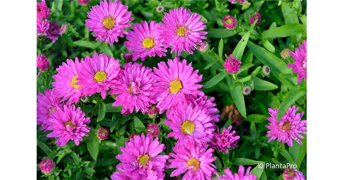 Aster 'Starlight'