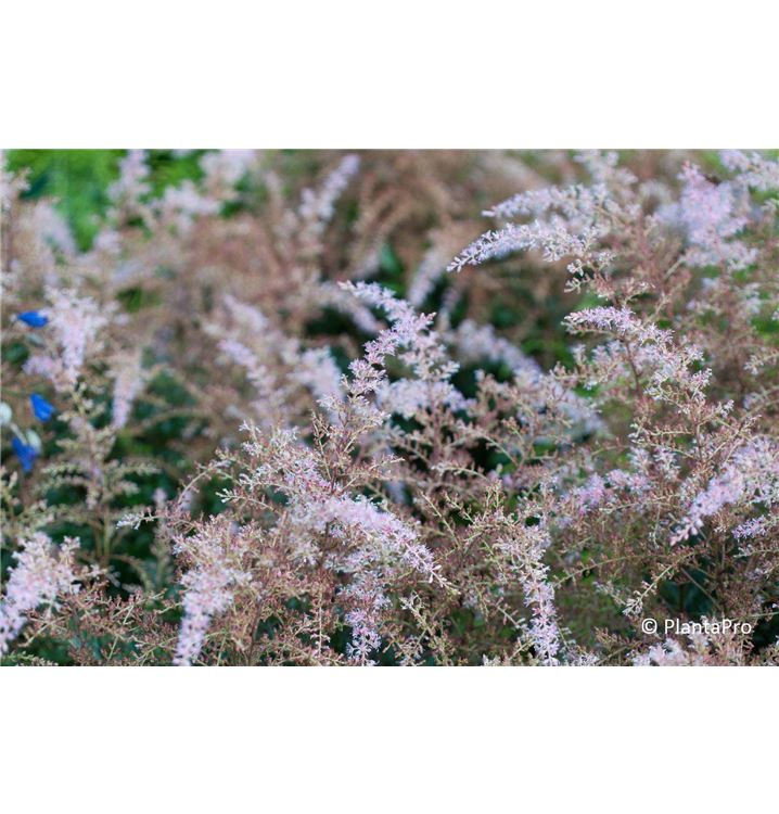 Astilbe 'Sprite'