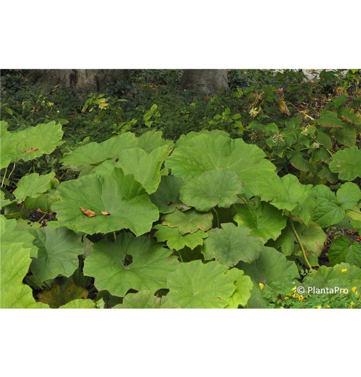 Astilboides tabularis