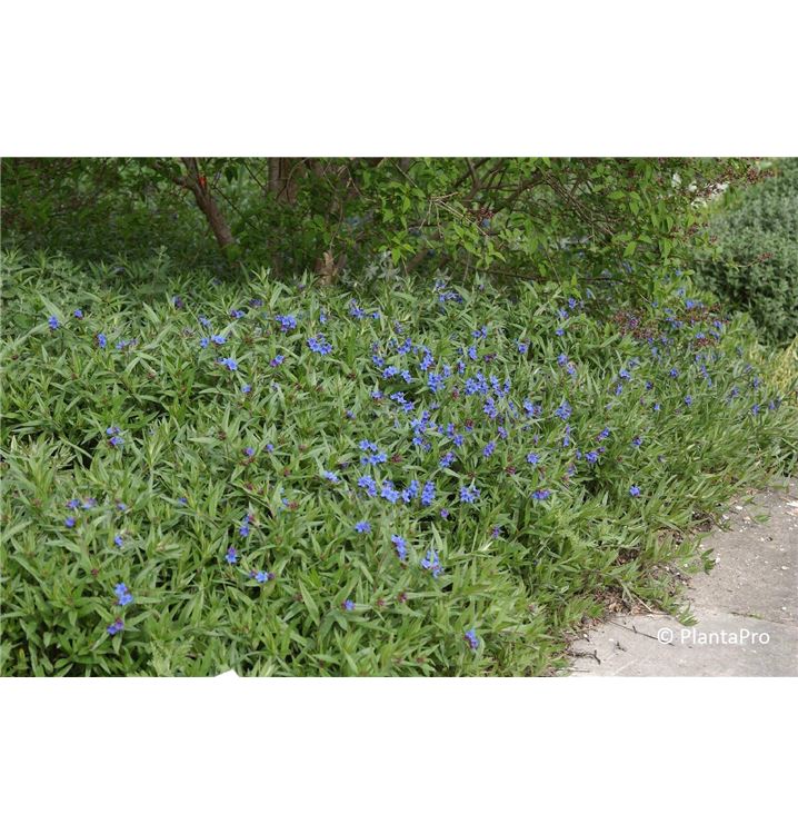 Buglossoides purpurocaerulea