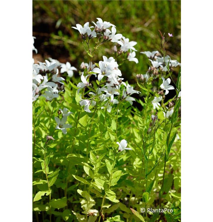Campanula lactiflora 'Alba'