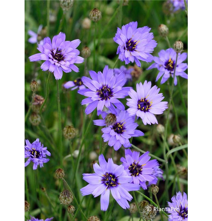 Catananche caerulea