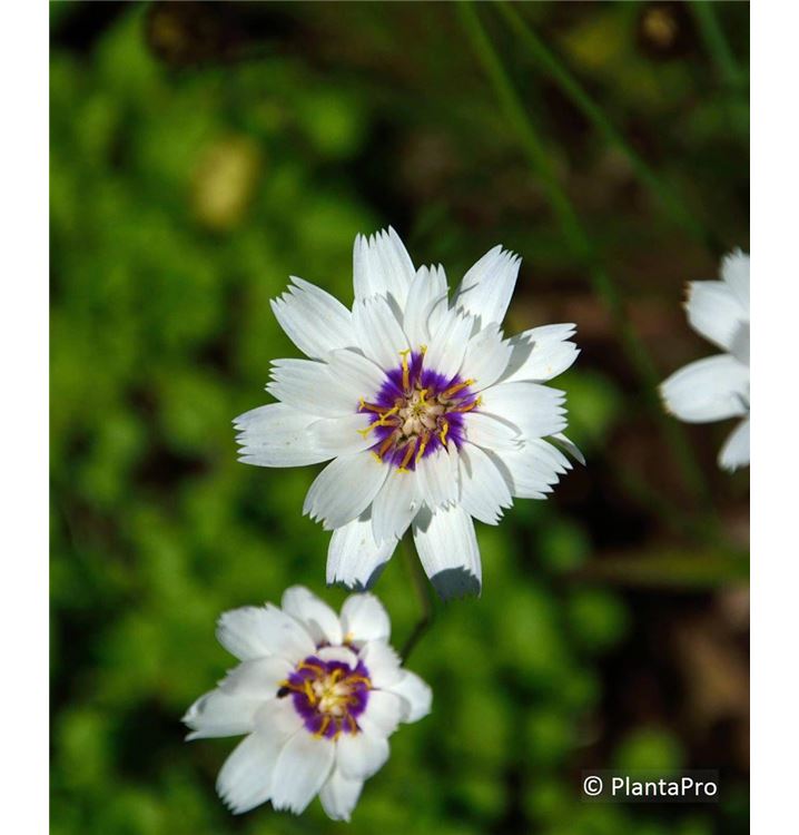 Catananche caerulea 'Alba'
