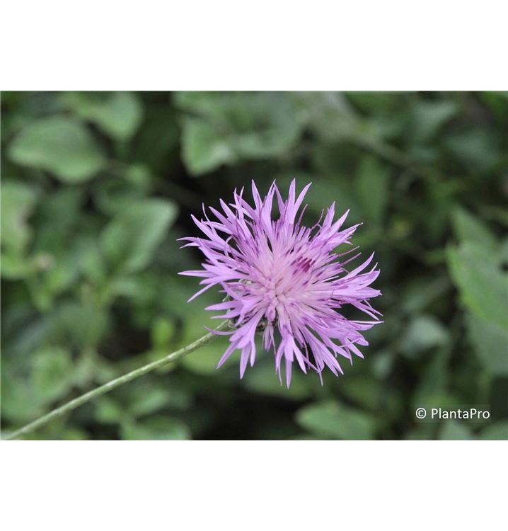 Centaurea simplicicaulis 'Rosabella'