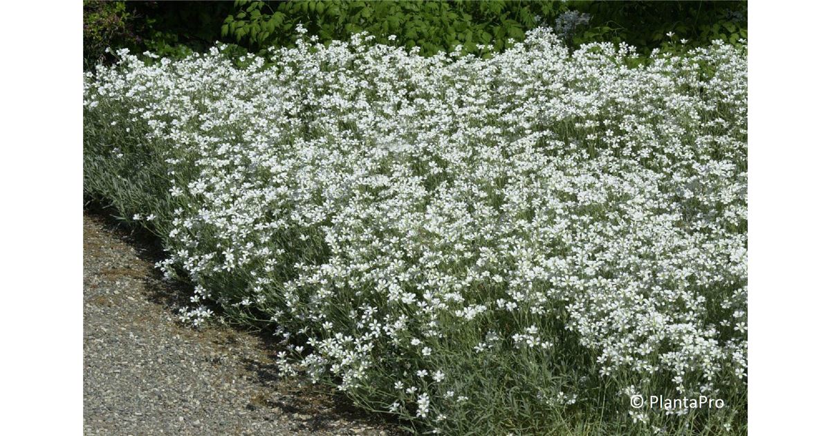 Cerastium tomentosum var. columnae