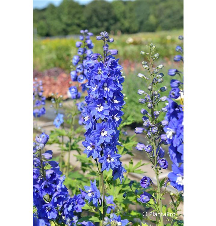 Delphinium 'Blue Bird'