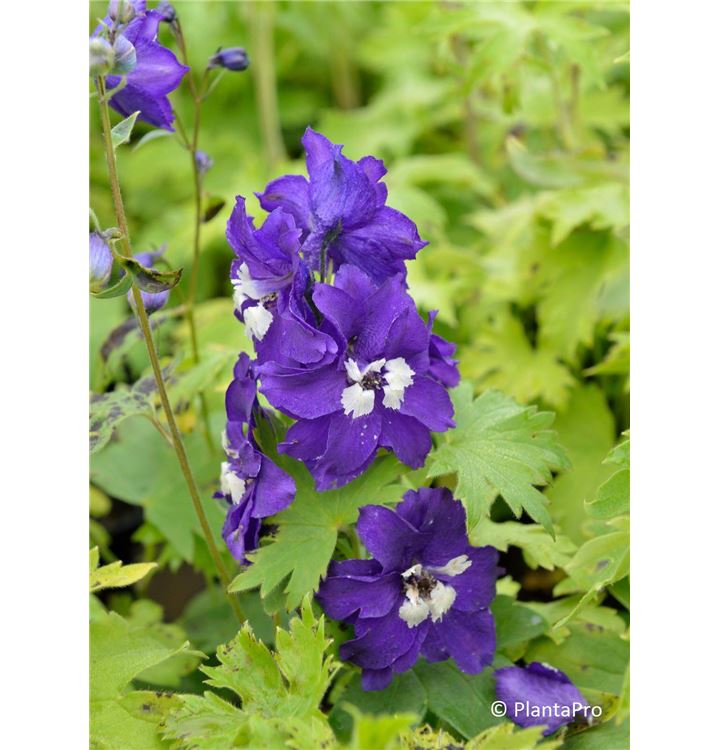 Delphinium 'King Arthur'