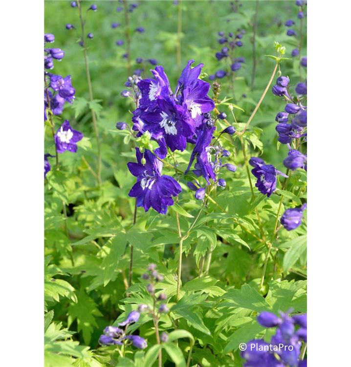 Delphinium 'King Arthur'