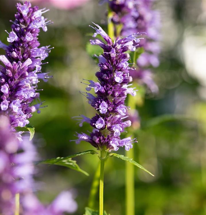 Agastache rugosa 'Black Adder'