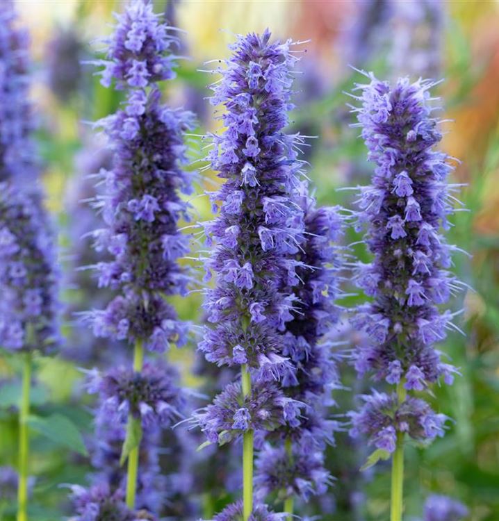 Agastache rugosa 'Blue Fortune'