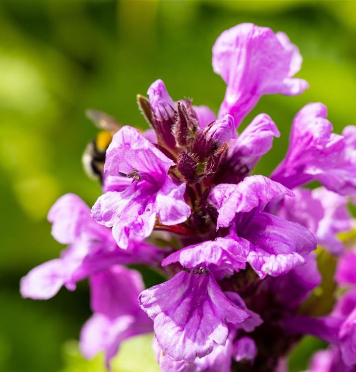 Stachys grandiflora 'Superba'