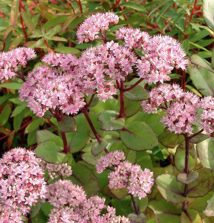 Sedum 'Matrona'