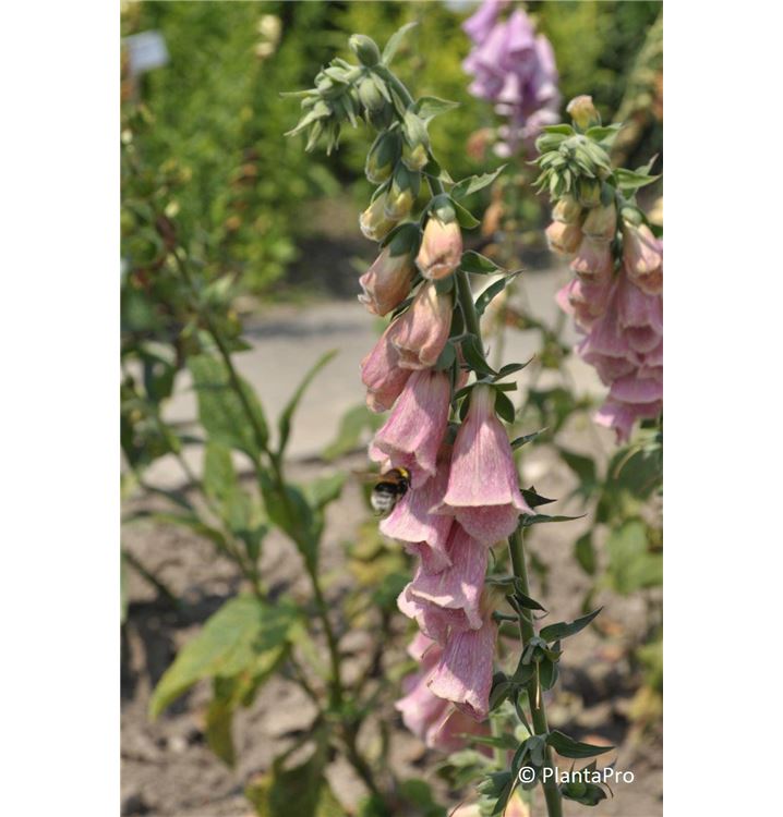 Digitalis 'Mertonensis'