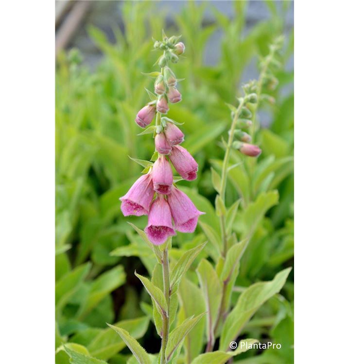Digitalis 'Mertonensis'