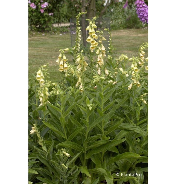Digitalis grandiflora