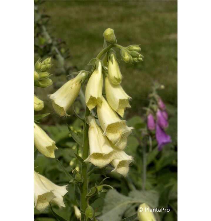 Digitalis grandiflora