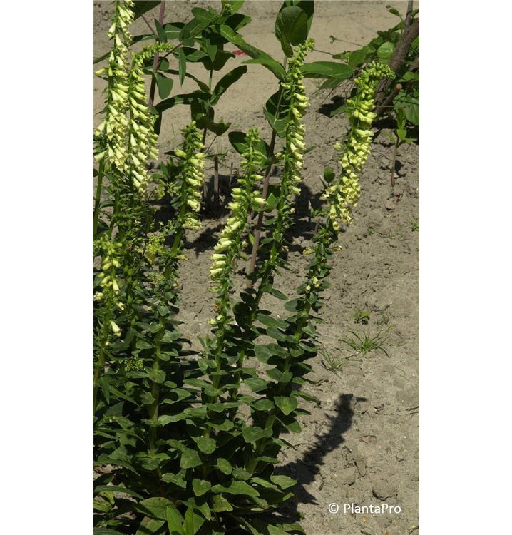 Digitalis lutea