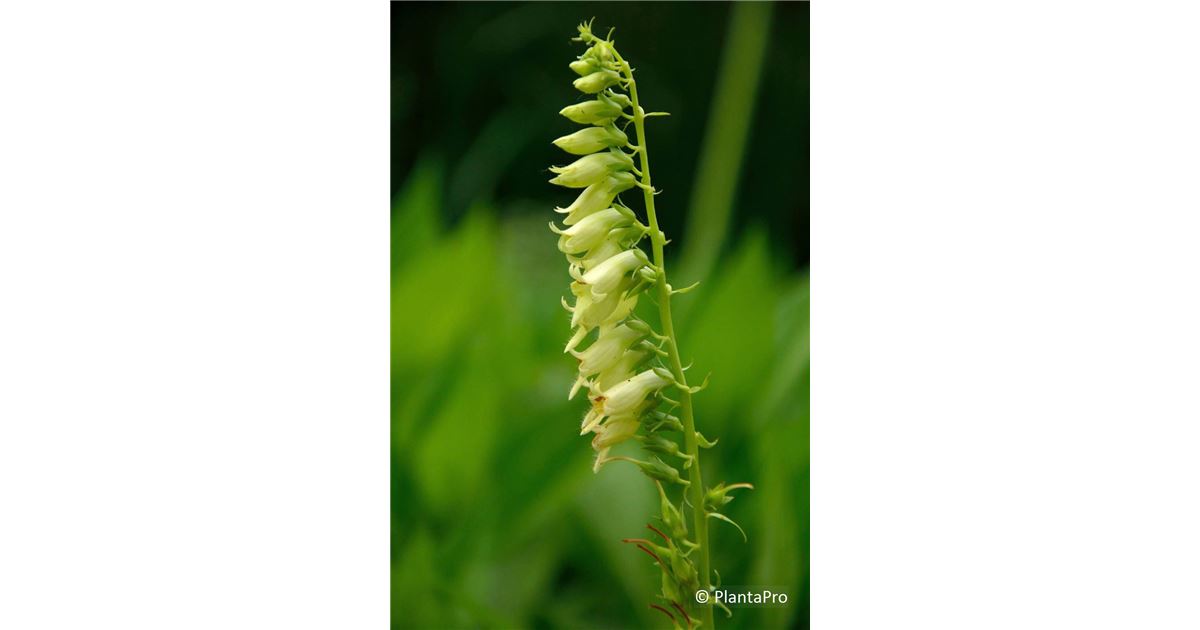 Digitalis lutea