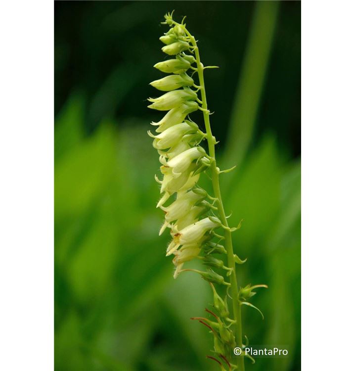 Digitalis lutea