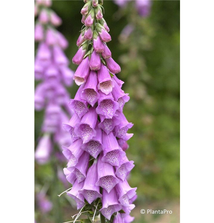 Digitalis purpurea 'Excelsior Hybrids'