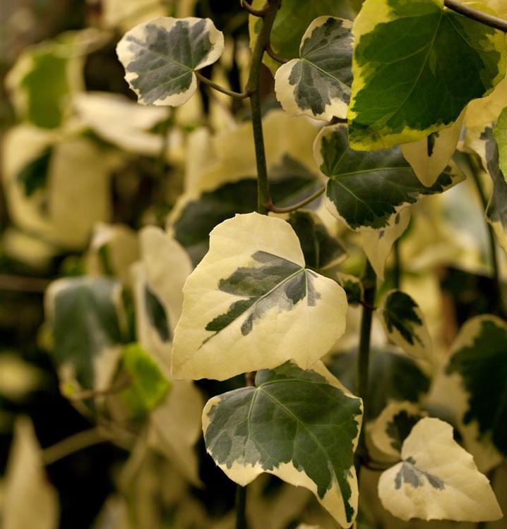 Hedera colchica 'Dentata Variegata'