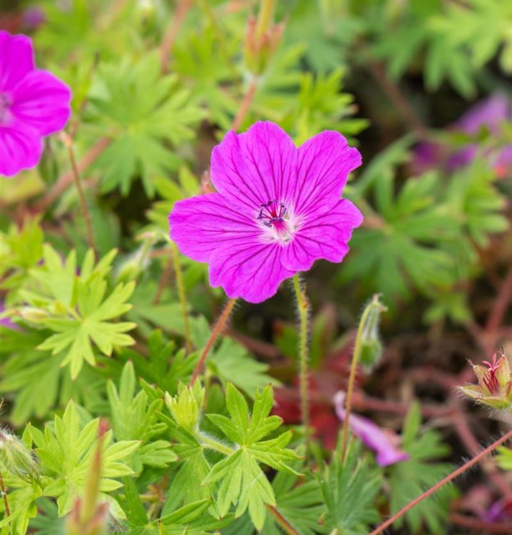 Geranium sanguineum 'Tiny Monster'