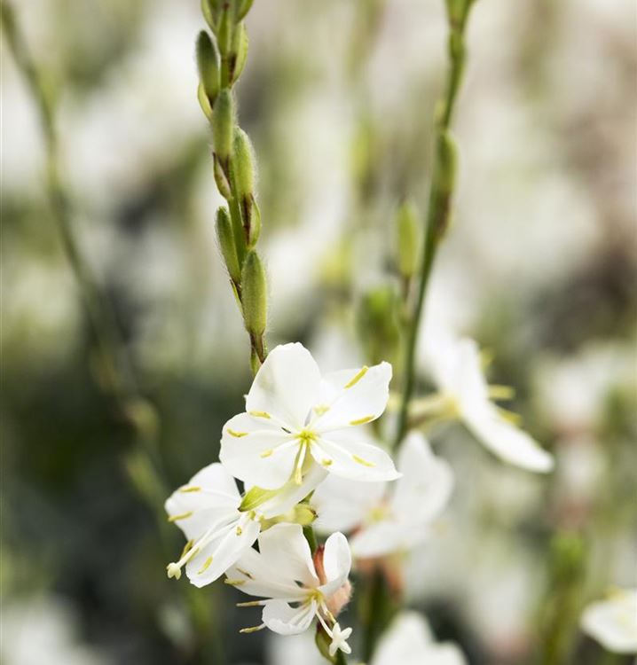 Gaura lindheimeri 'Graceful White'