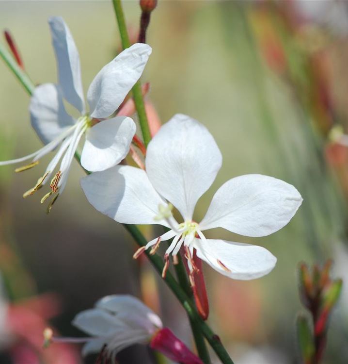 Gaura lindheimeri 'Graceful White'