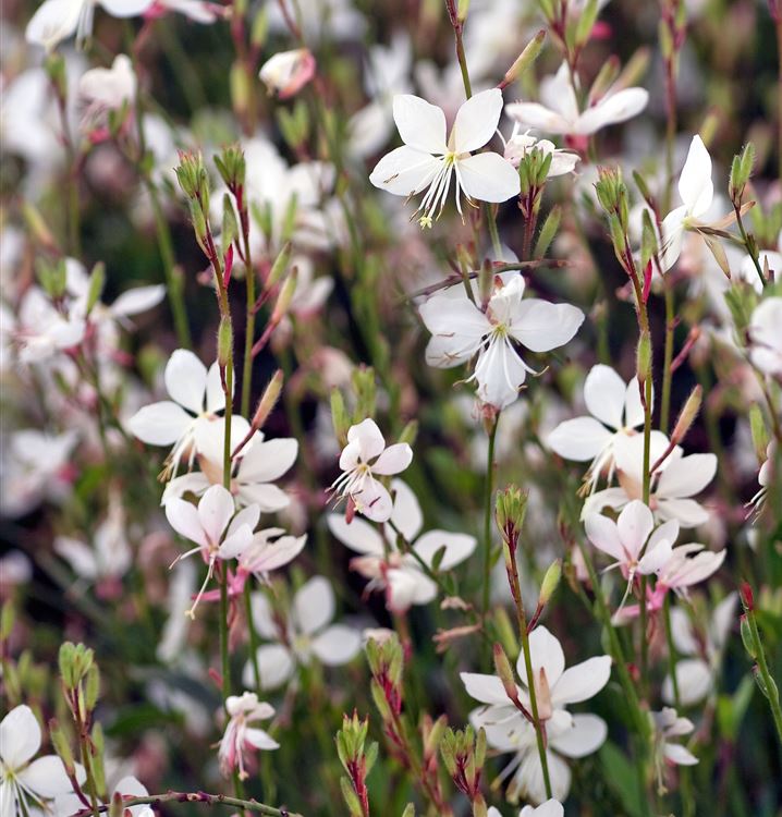 Gaura lindheimeri 'Graceful White'