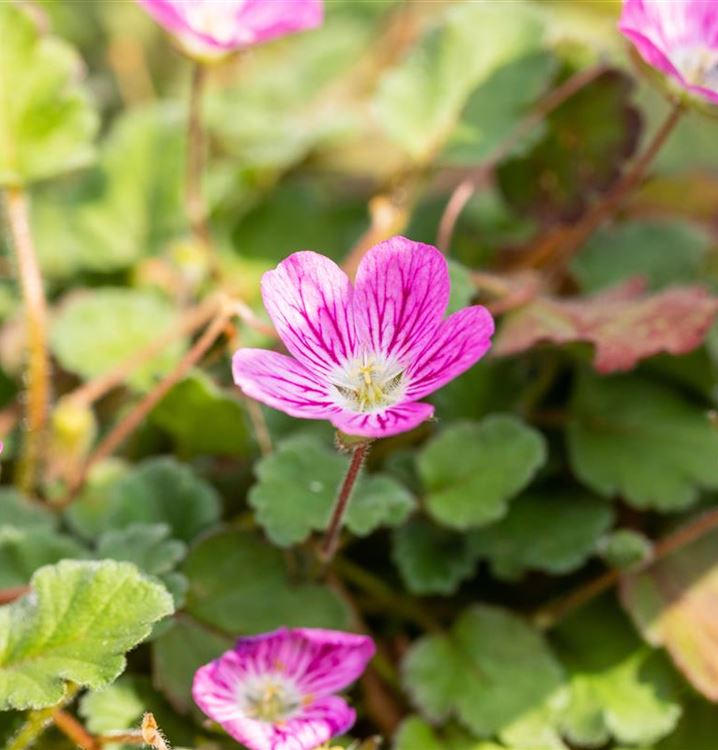 Erodium variabile (x) 'Bishop's Form'