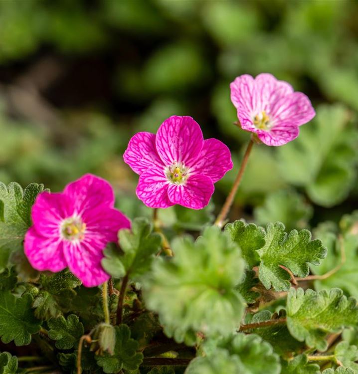 Erodium variabile (x) 'Bishop's Form'