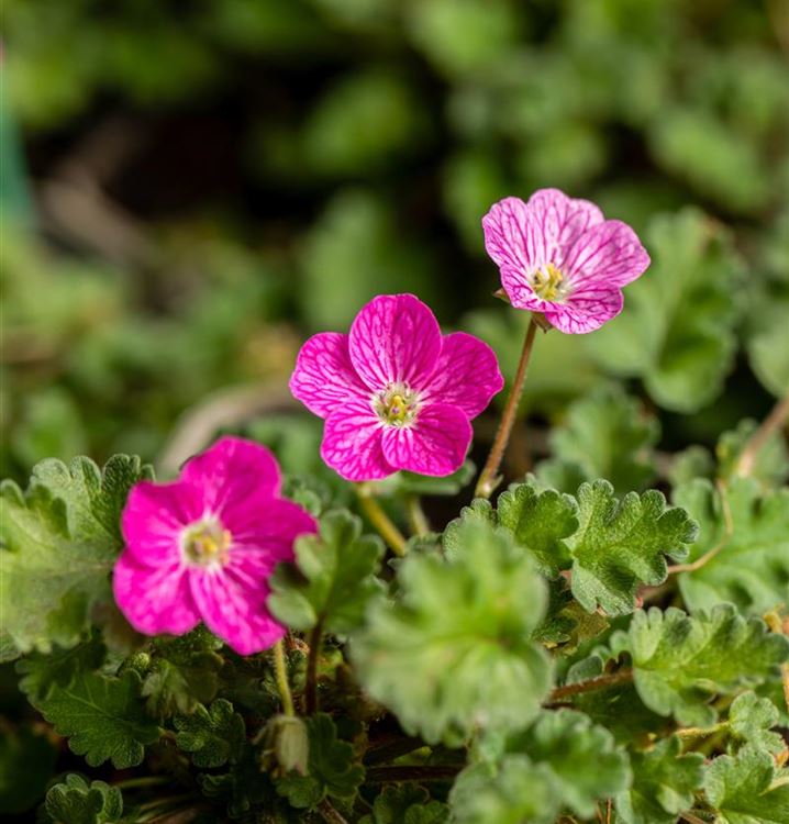 Erodium variabile (x) 'Bishop's Form'