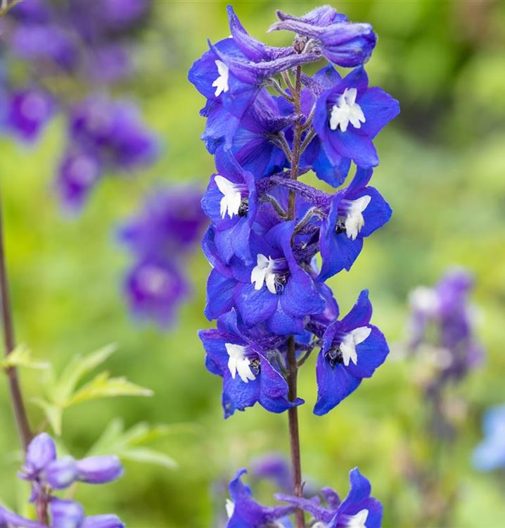 Delphinium 'King Arthur'