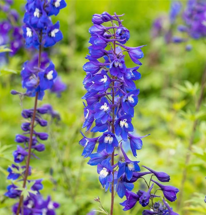 Delphinium 'King Arthur'