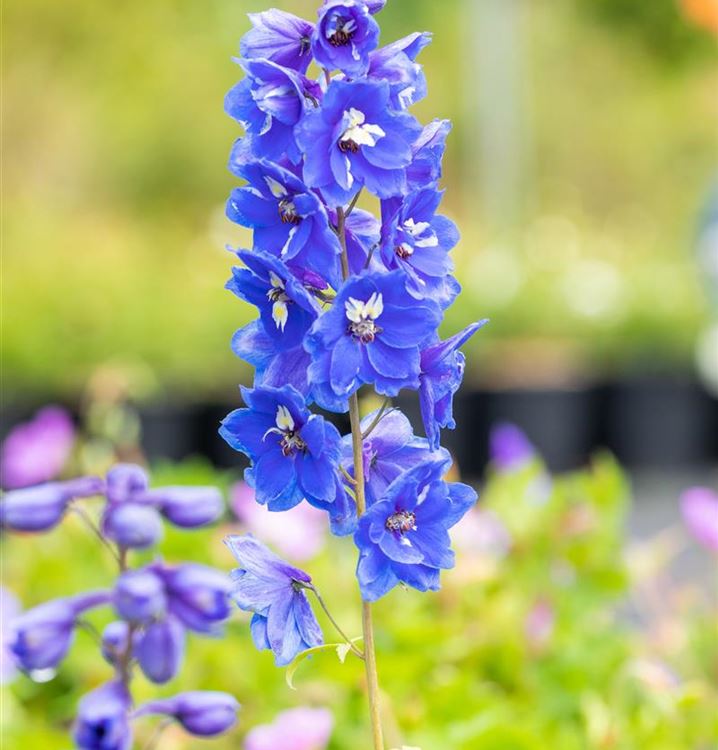 Delphinium 'Blue Bird'