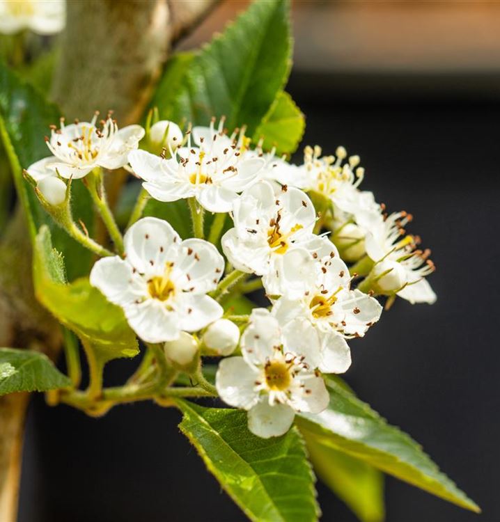 Crataegus lavalleei (x) 'Carrierei'