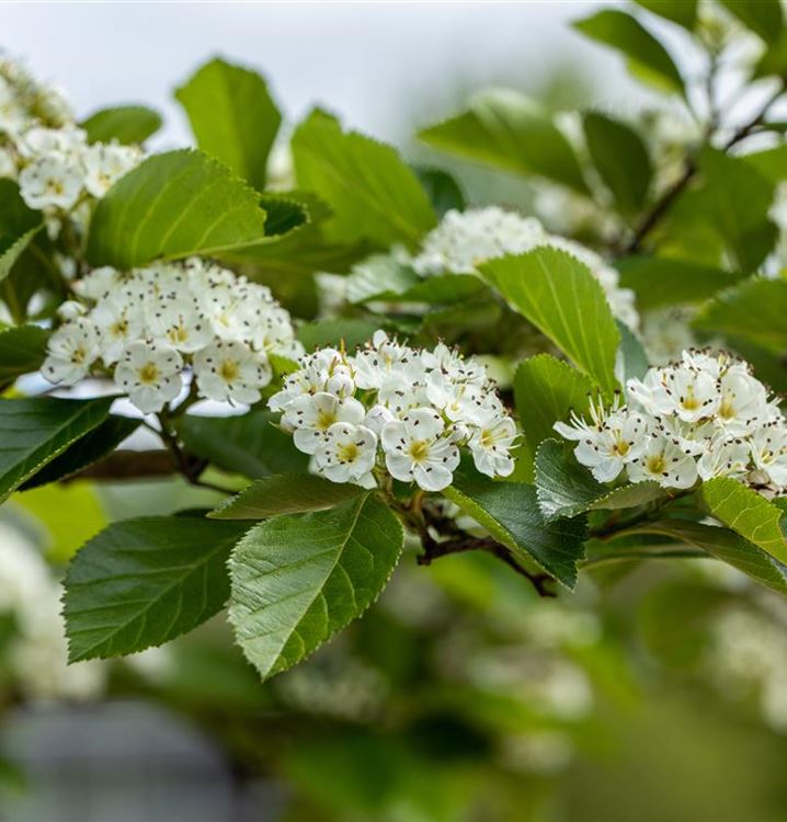 Crataegus lavalleei (x) 'Carrierei'