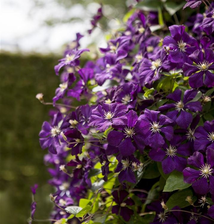 Clematis 'Etoile Violette'