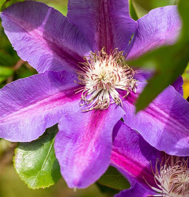 Clematis 'Mrs N. Thompson'